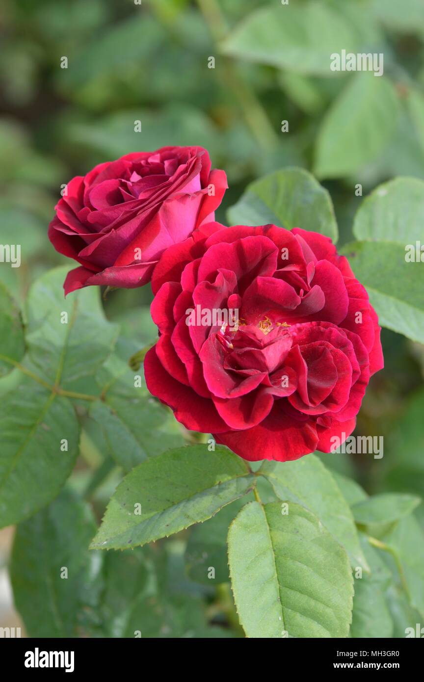 Jerman hi-res stock photography and images - Alamy