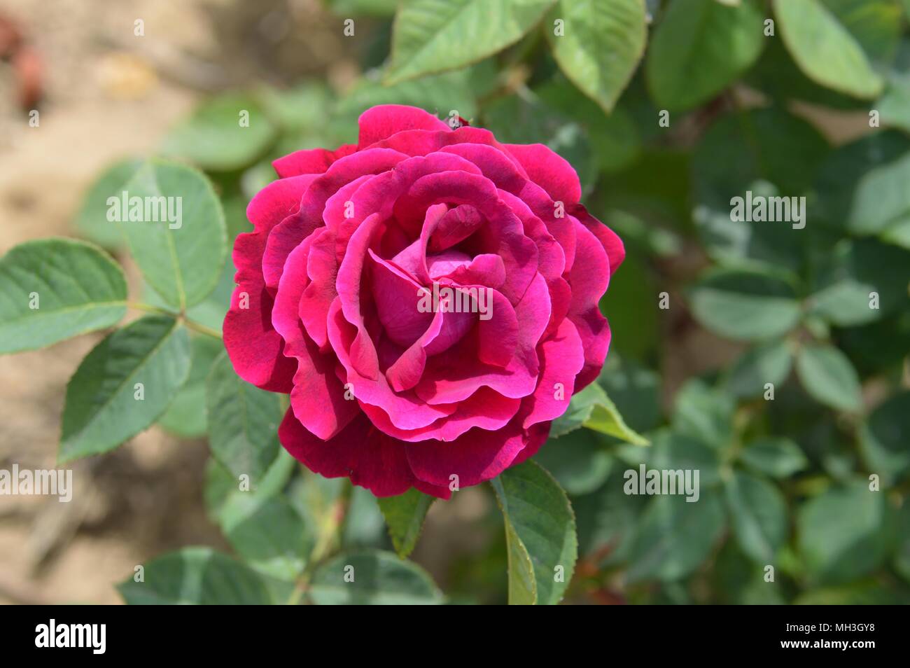 Jerman hi-res stock photography and images - Alamy