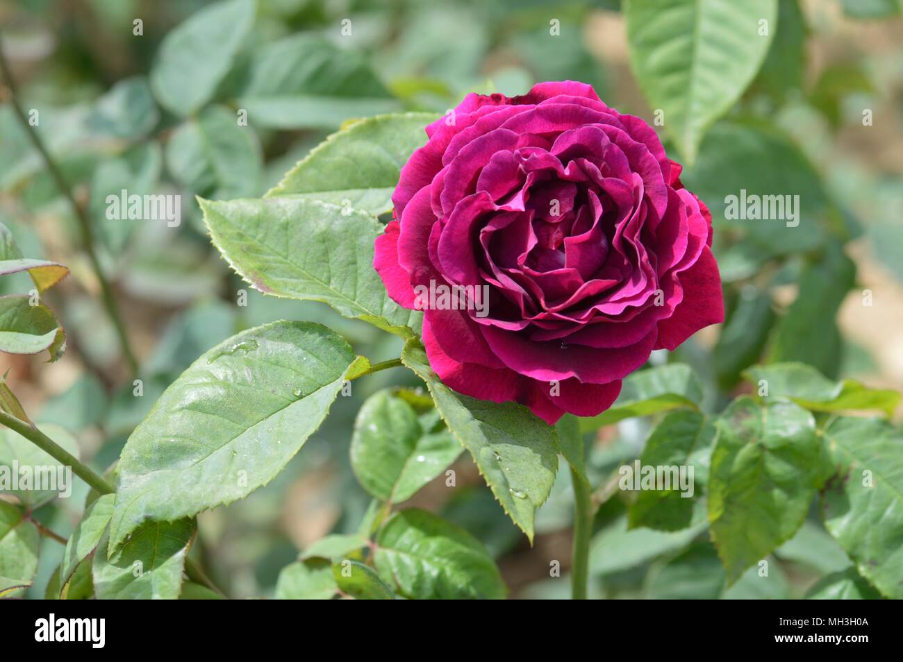 Rose Souv De Doctor Jerman Stock Photo - Alamy