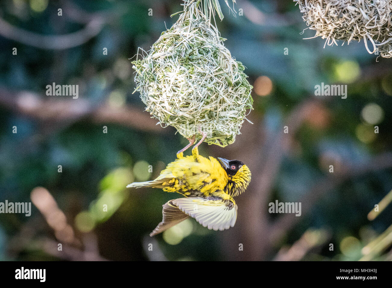 Male Village weaver (Ploceus cucullatus) suspended underneath its woven ...