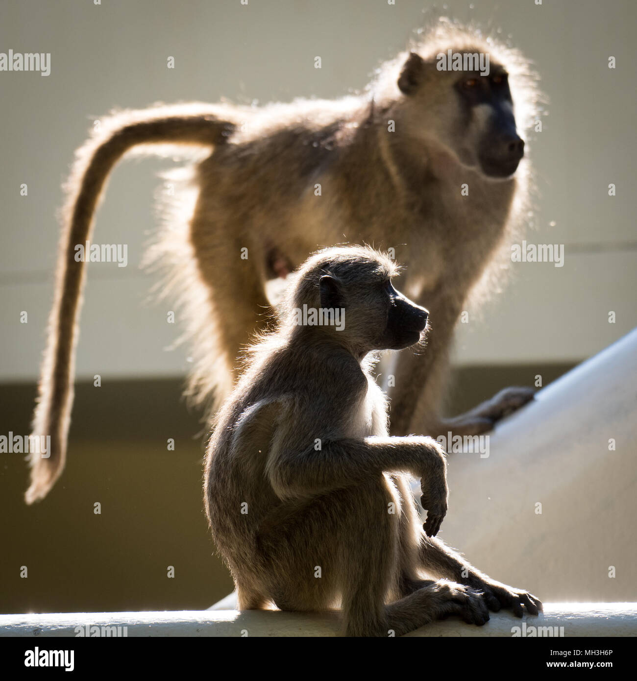 Side view of Chacma baboon (Papio ursinus) with its mother lingering ...