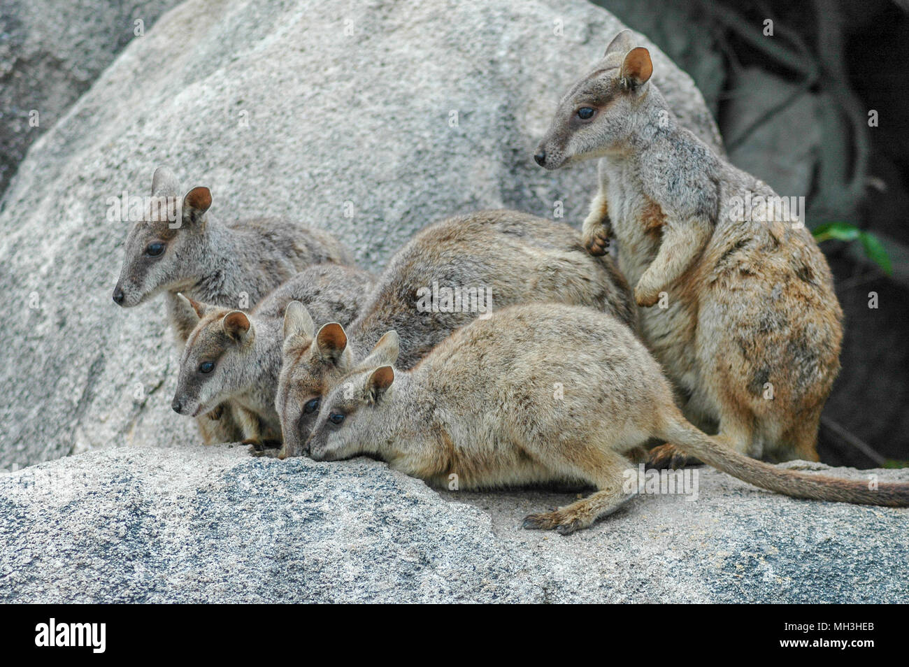 Family group of Brush-tailed Rock-wallabies on Magnetic Island ...