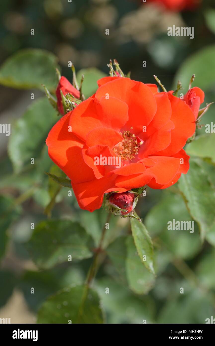 Rose sparkling scarlet hi-res stock photography and images - Alamy
