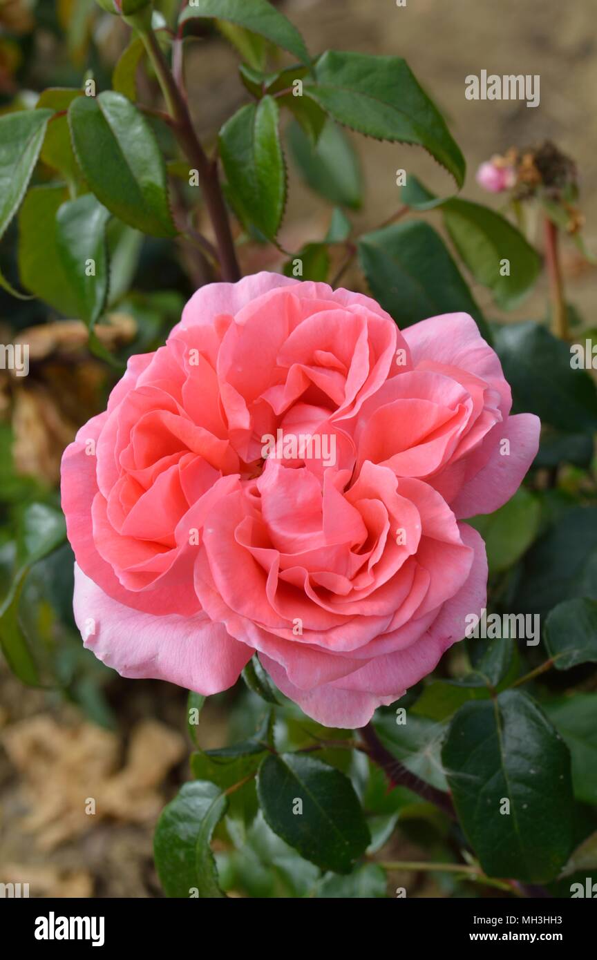 Special anniversary rose bush hi-res stock photography and images - Alamy