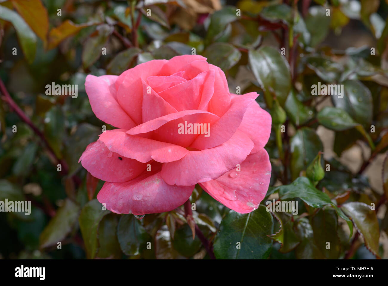 Rose special hi-res stock photography and images - Alamy