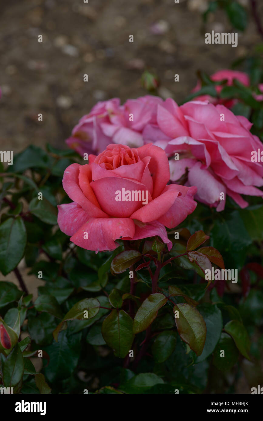Rosa special anniversary hi-res stock photography and images - Alamy