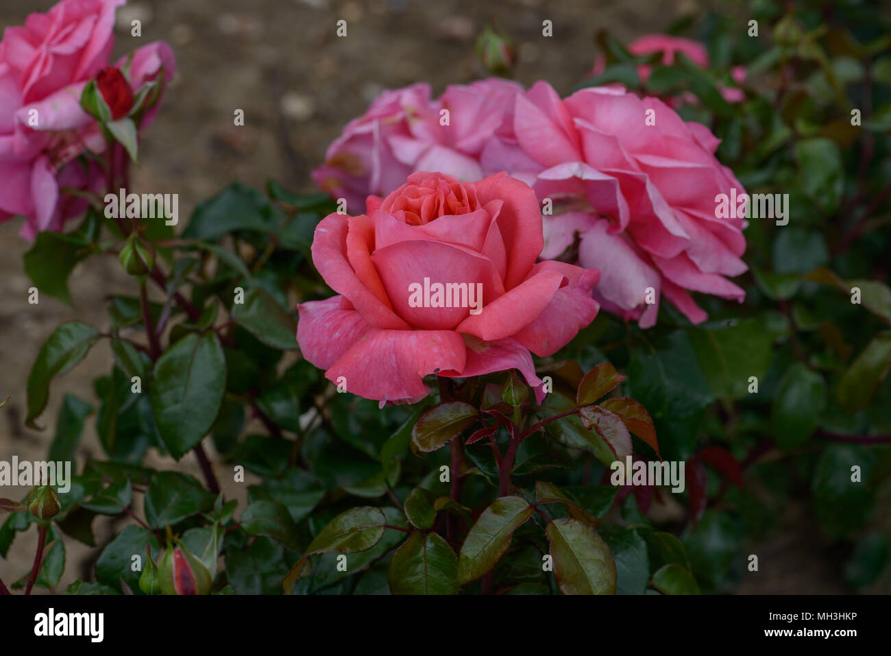 Rose special hi-res stock photography and images - Alamy