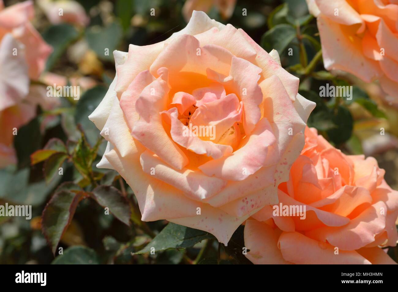 Rose Special Occasion Stock Photo - Alamy