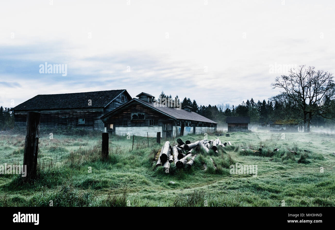 Abandoned Chicken egg farm on a cold misty morning Stock Photo - Alamy