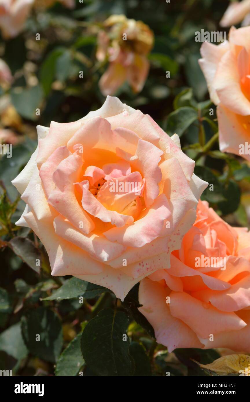 Rose special occasion hi-res stock photography and images - Alamy