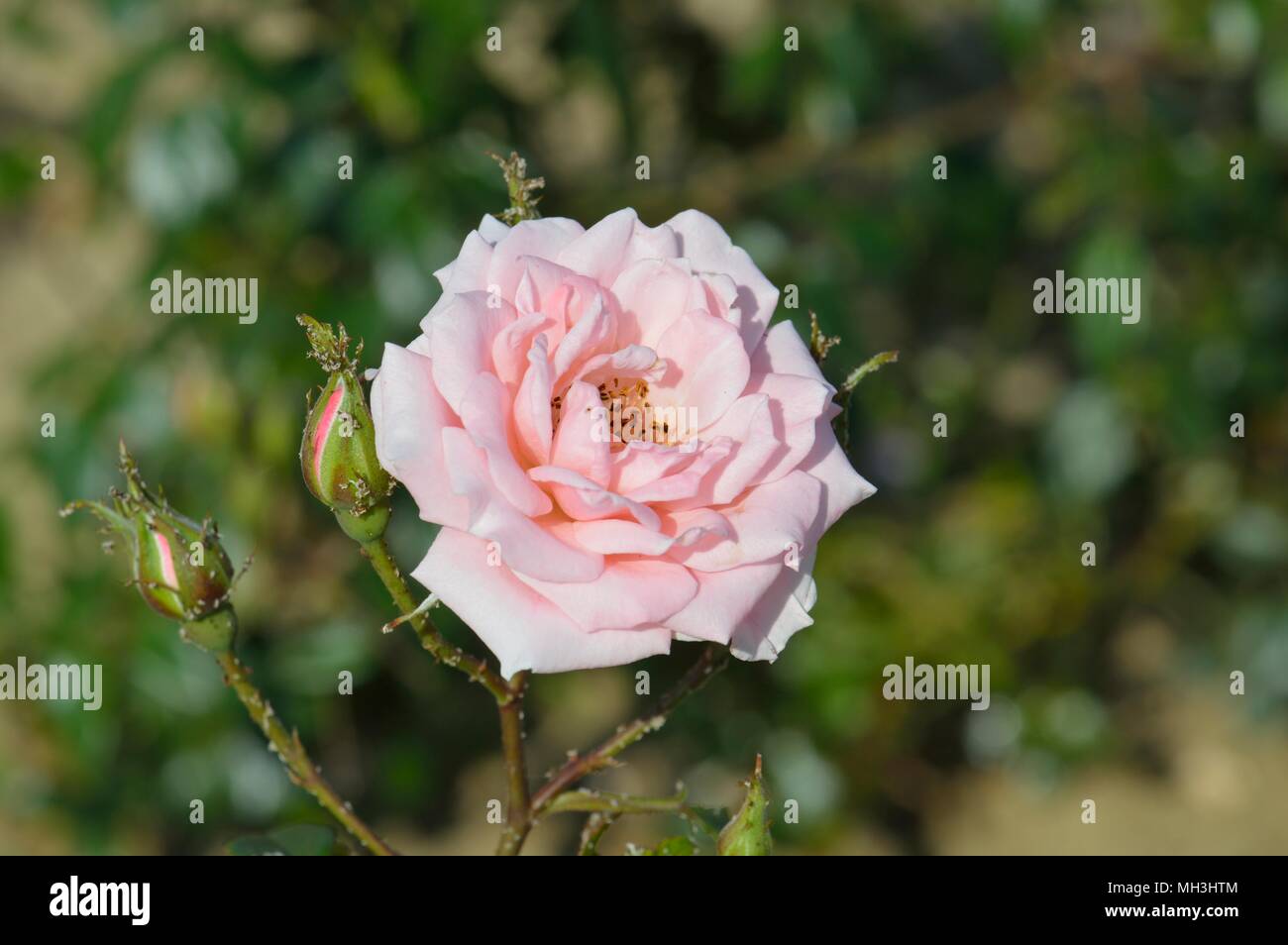 Rose Star Performer Stock Photo - Alamy