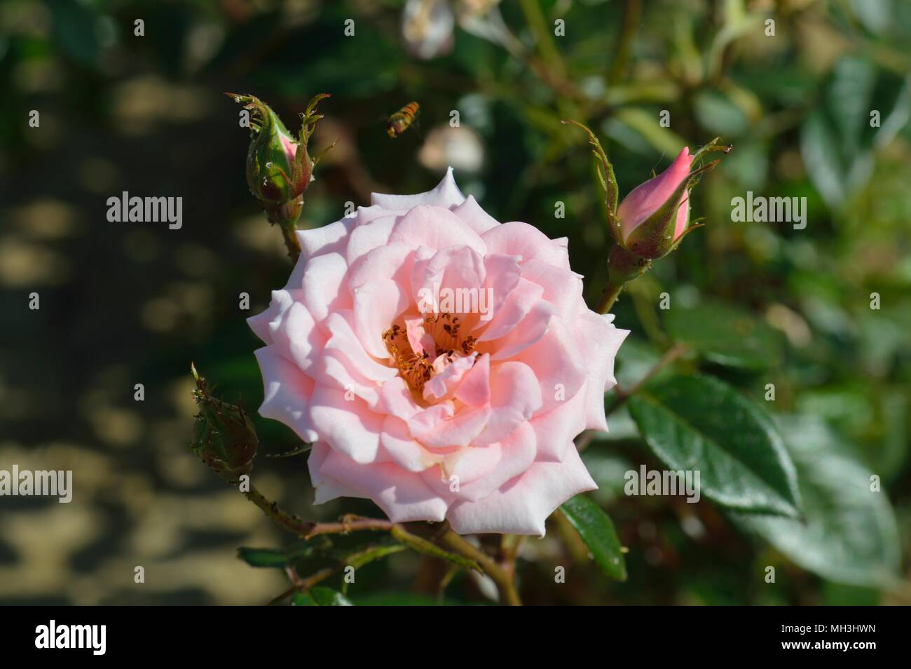 Rose Star Performer Stock Photo - Alamy