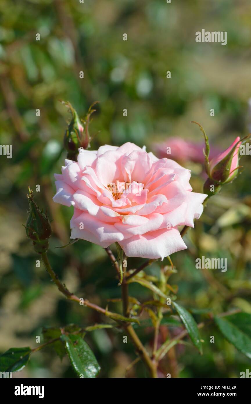 Rose Star Performer Stock Photo - Alamy