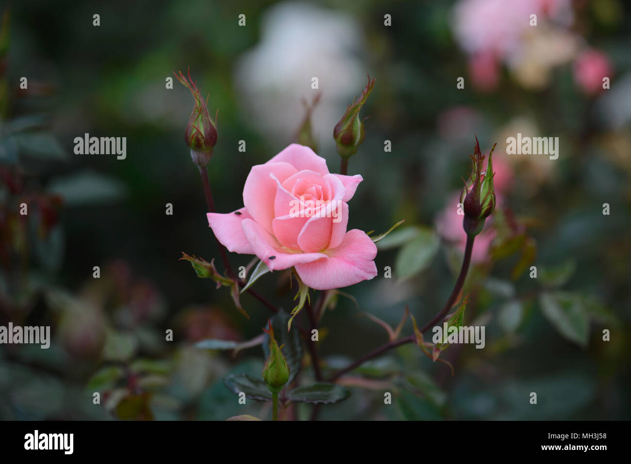 Rose Star Performer Stock Photo - Alamy