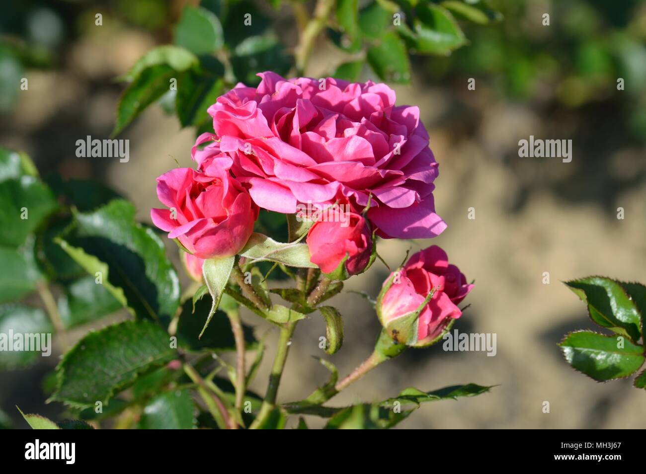 Rose Starlight Express Stock Photo - Alamy