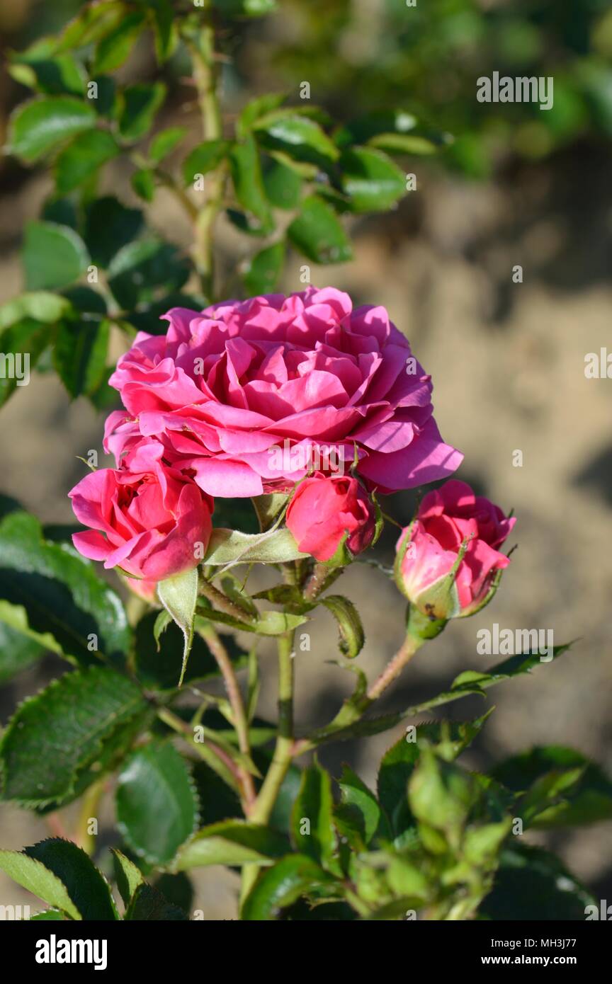 Rose Starlight Express Stock Photo - Alamy