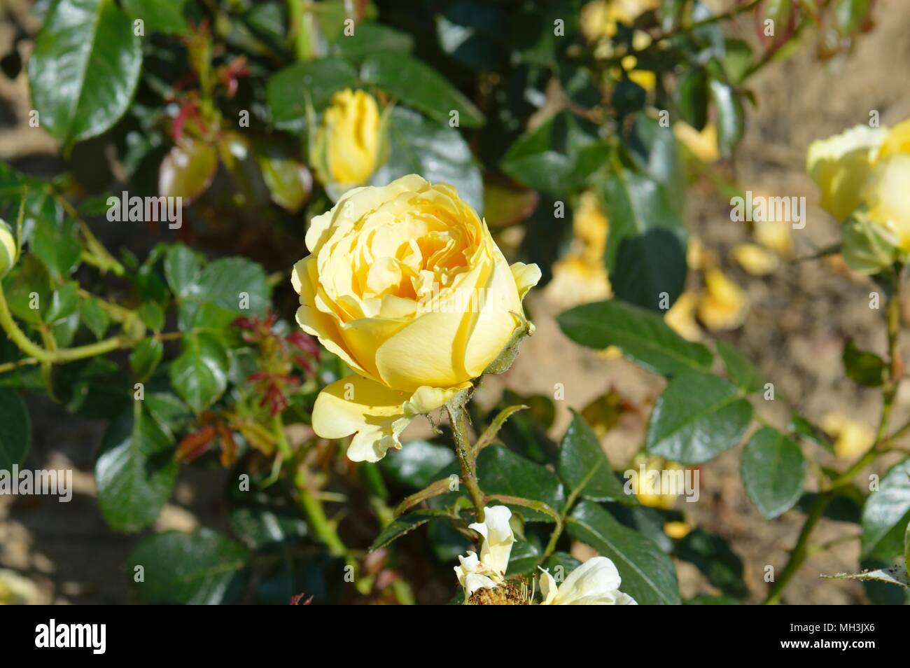 Rose summer gold hi-res stock photography and images - Alamy