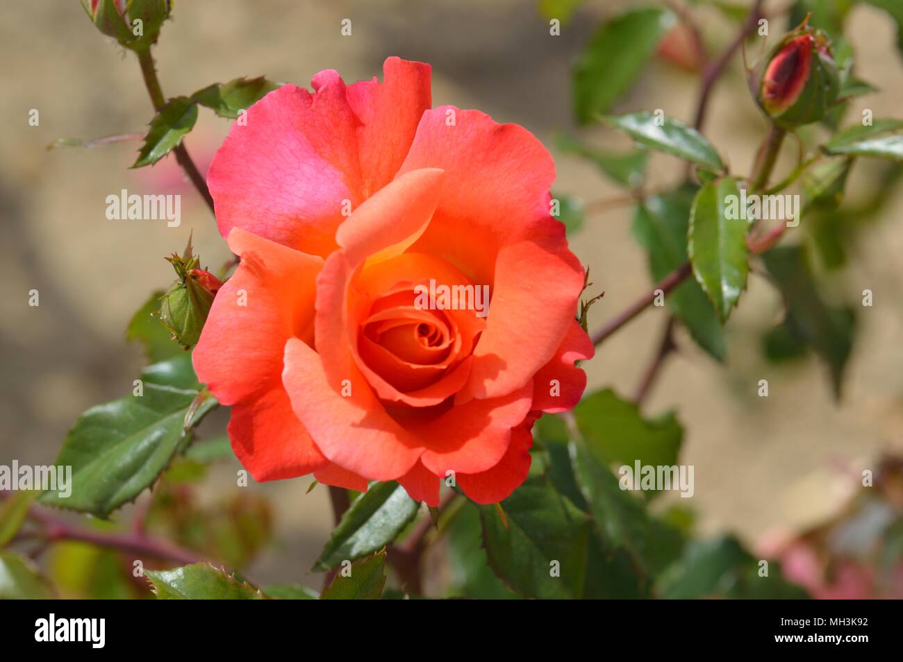 Rose and sunrise hi-res stock photography and images - Alamy