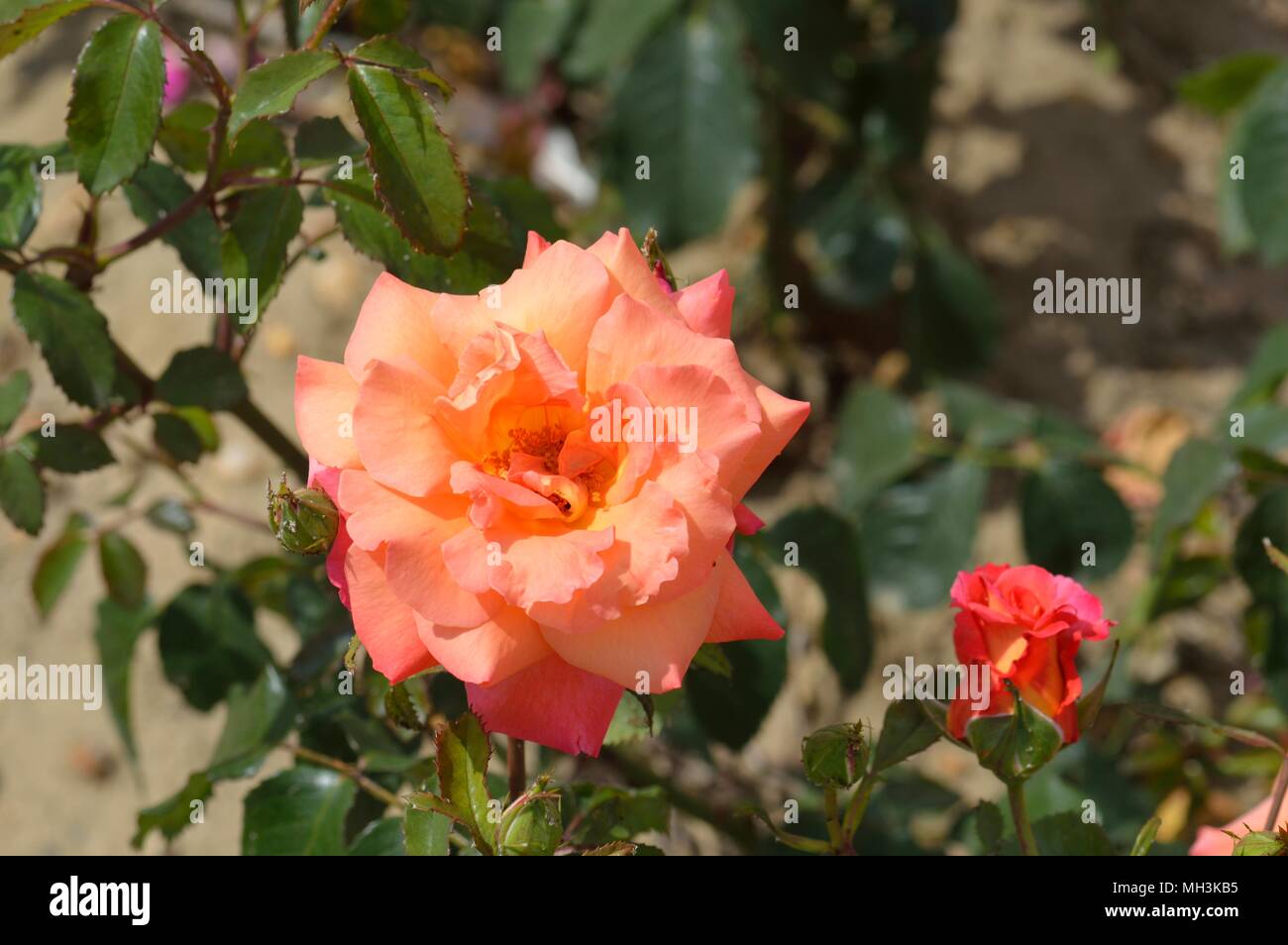 Rose and sunrise hi-res stock photography and images - Alamy
