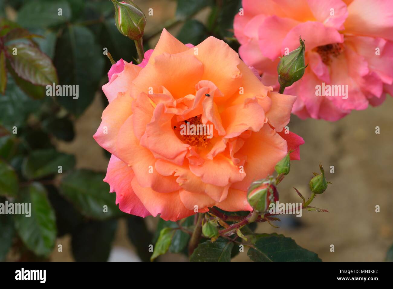 Rose sunrise hi-res stock photography and images - Alamy
