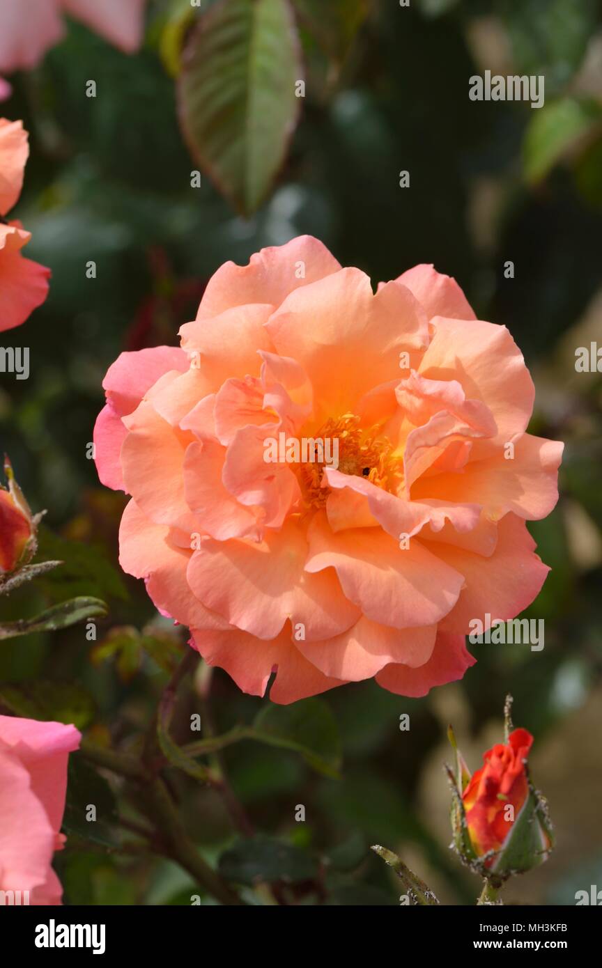 Rose and sunrise hi-res stock photography and images - Alamy
