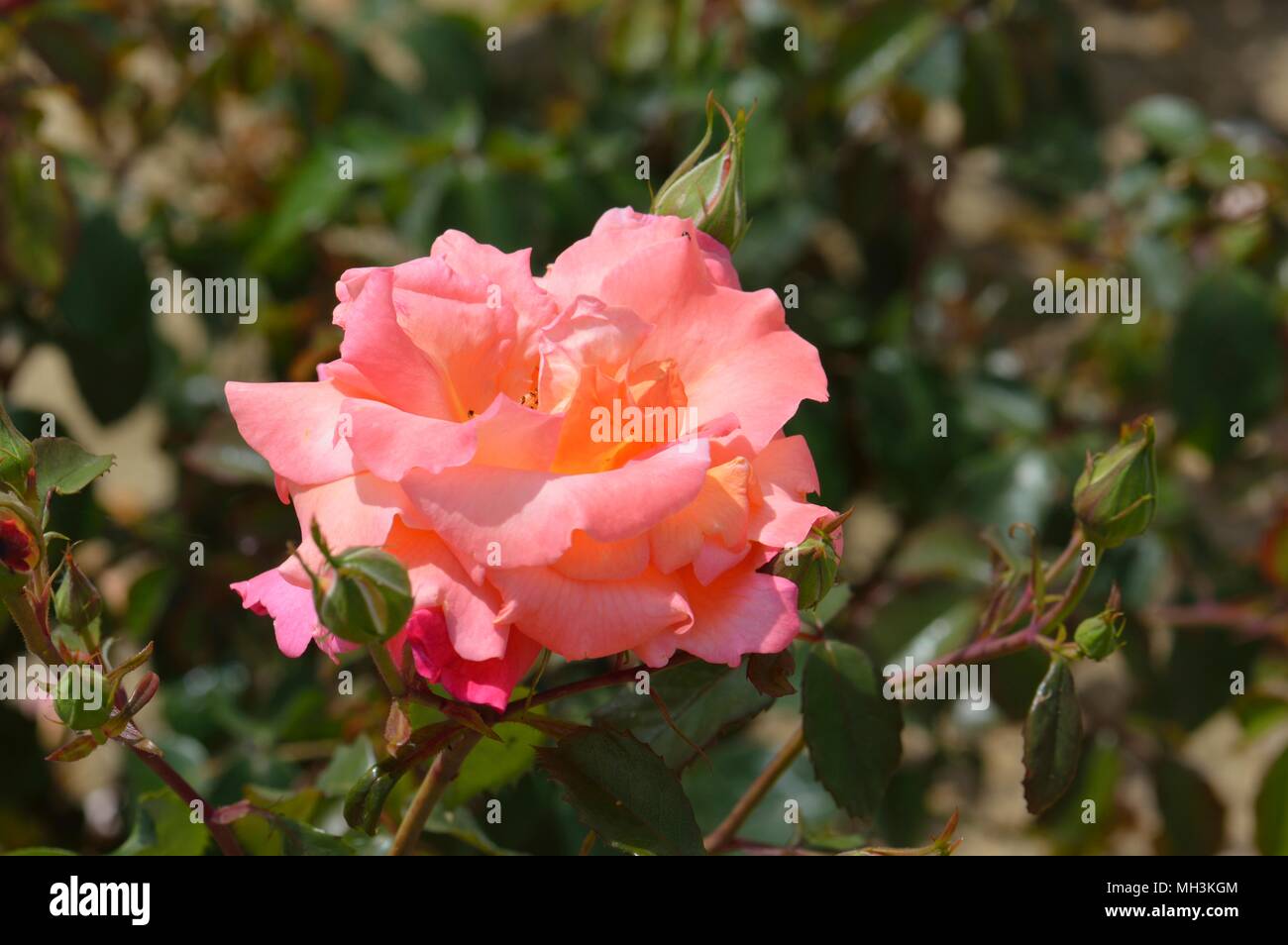 Rose sunrise hi-res stock photography and images - Alamy