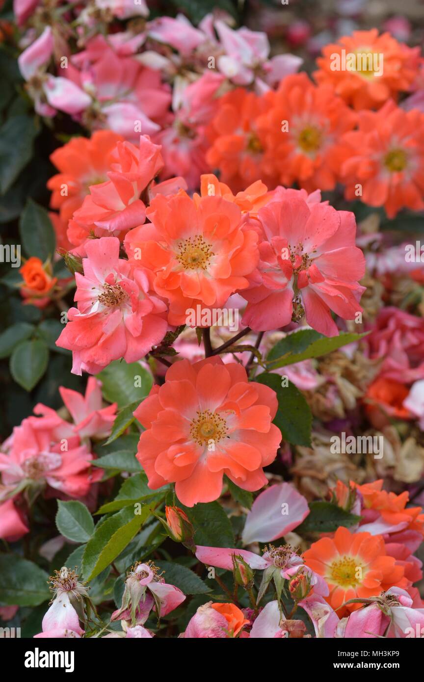 Rosa sunseeker hi-res stock photography and images - Alamy
