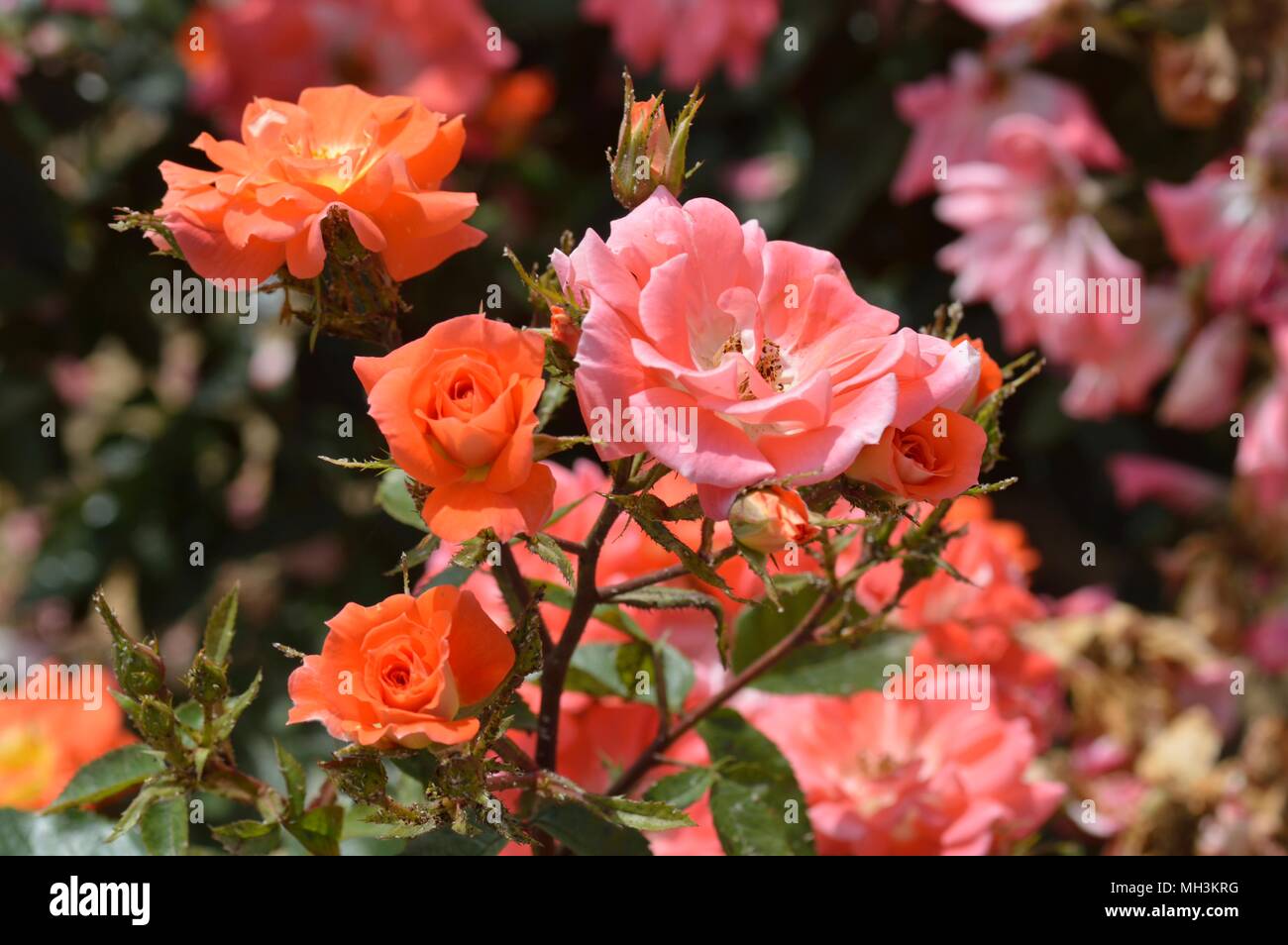 Rosa sunseeker hi-res stock photography and images - Alamy