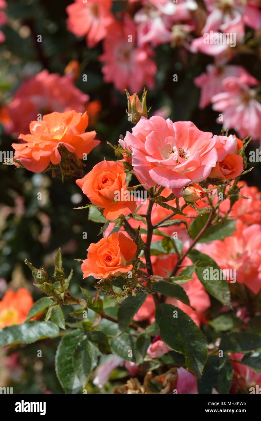 Rosa sunseeker hi-res stock photography and images - Alamy
