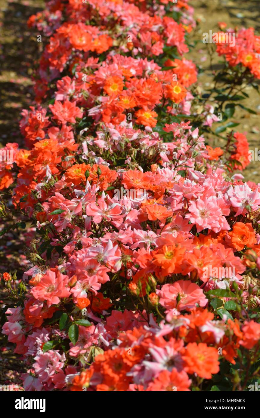 Rosa sunseeker hi-res stock photography and images - Alamy