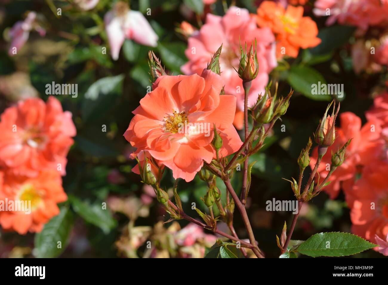Rosa sunseeker hi-res stock photography and images - Alamy