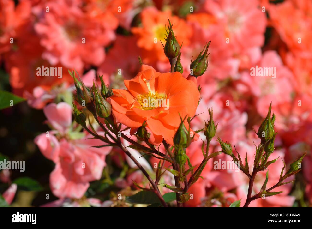 Rosa sunseeker hi-res stock photography and images - Alamy