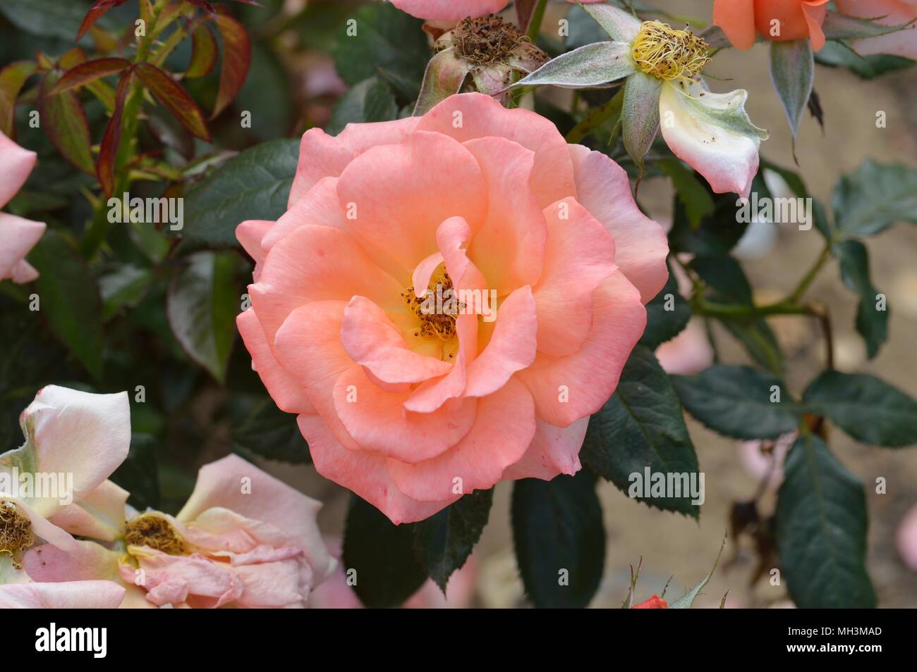 Rose sunset boulevard hi-res stock photography and images - Alamy
