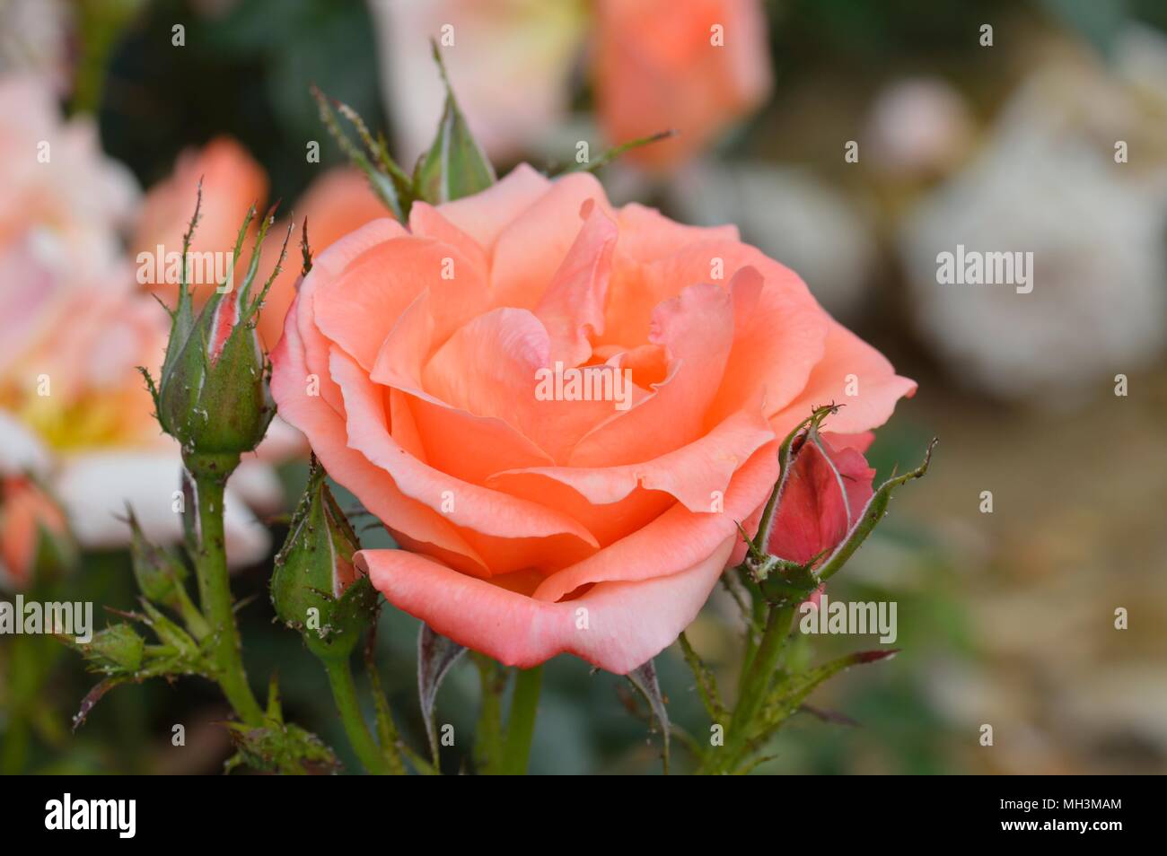 Boulevard rose hi-res stock photography and images - Alamy