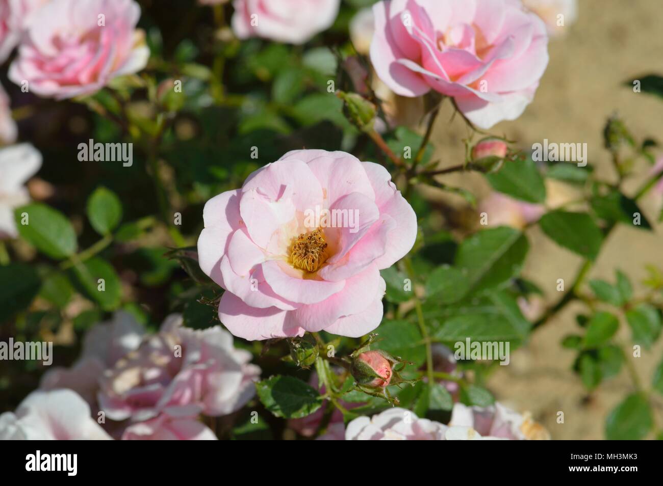 Rosa sweet cover hi-res stock photography and images - Alamy