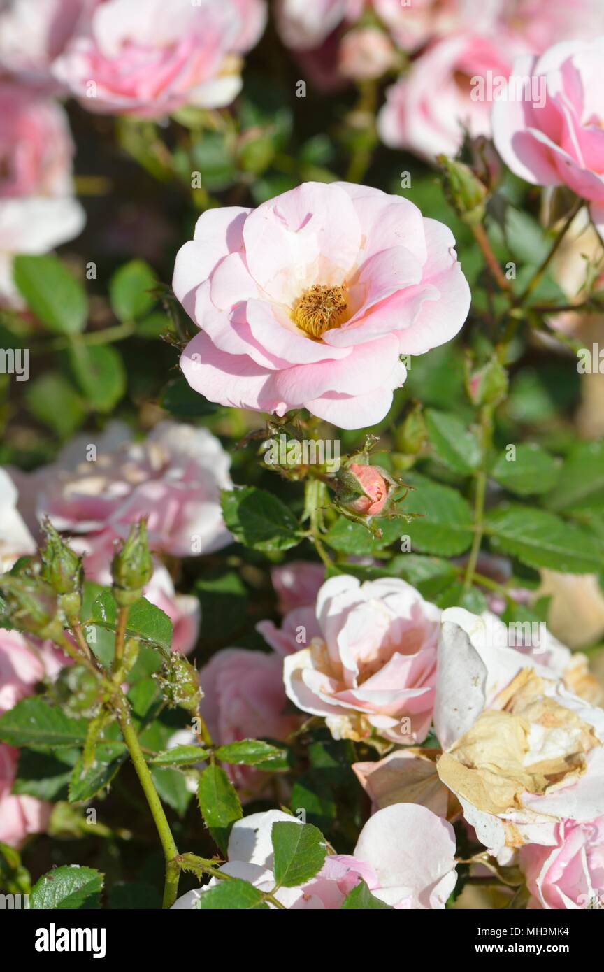 Rose Sweet Cover Stock Photo - Alamy