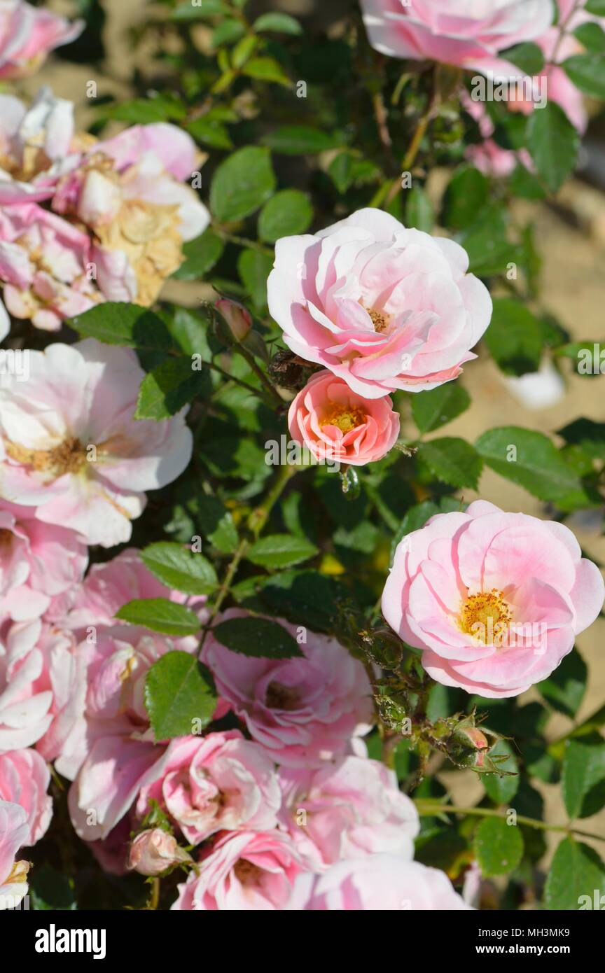 Rosa sweet cover hi-res stock photography and images - Alamy