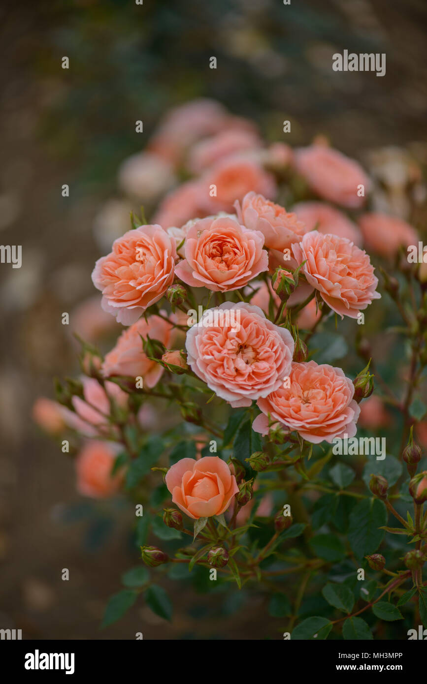 Rose Sweet Dreams Stock Photo - Alamy