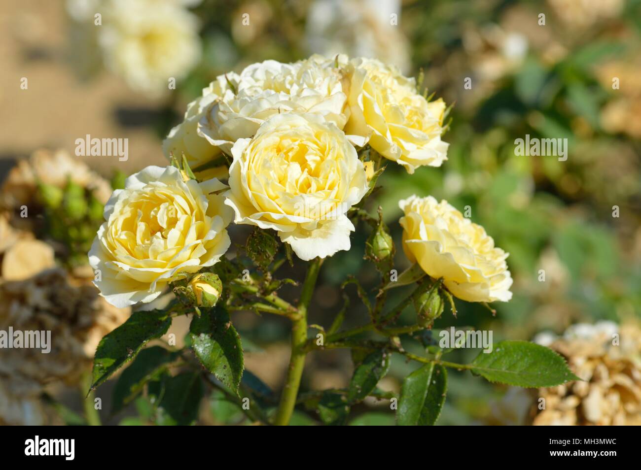 Rose Sweet Memories Stock Photo - Alamy