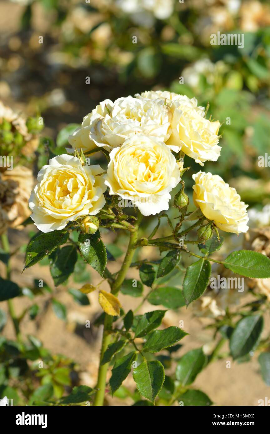 Rose Sweet Memories Stock Photo - Alamy