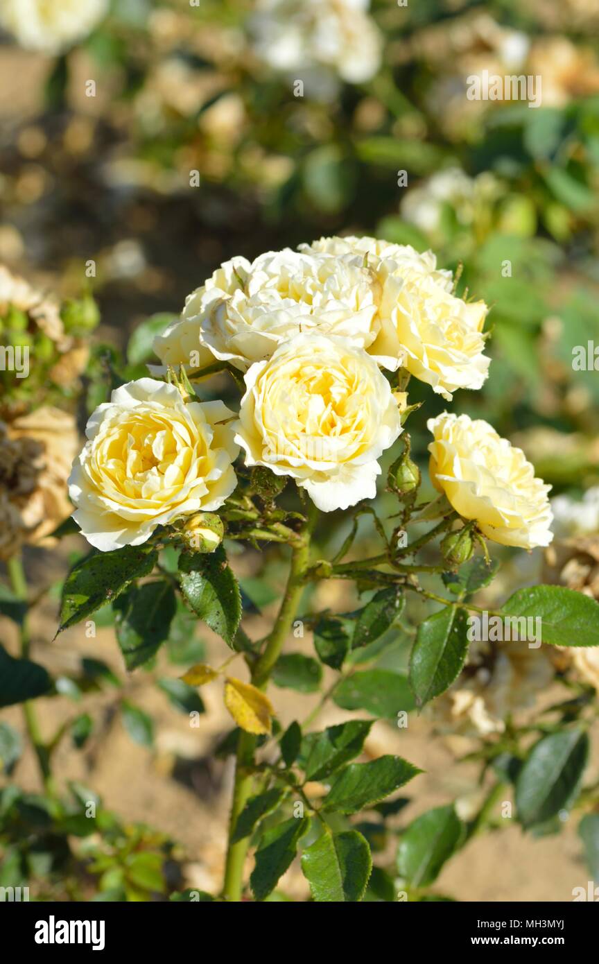 Rose sweet memories hi-res stock photography and images - Alamy