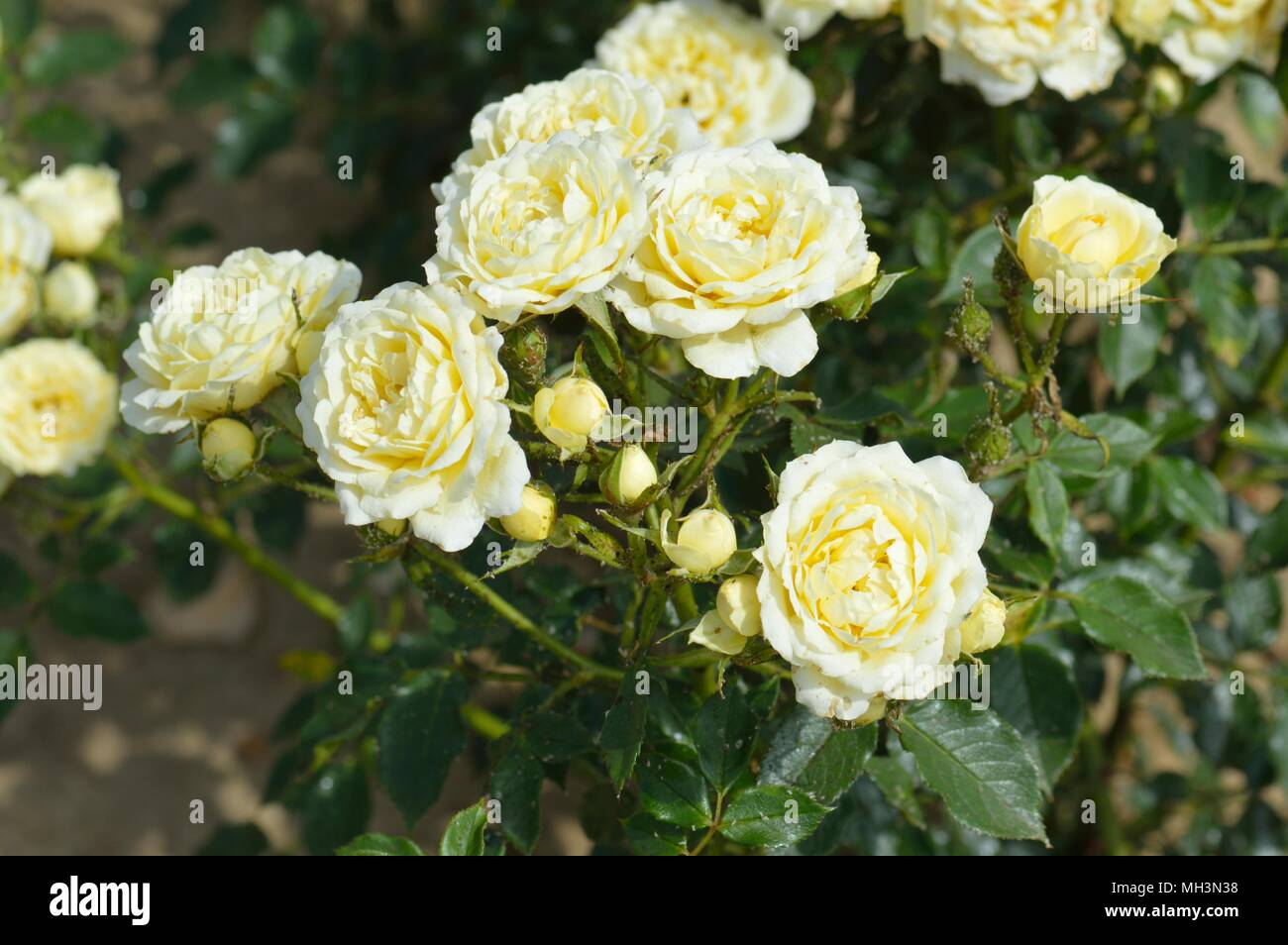 Rose Sweet Memories Stock Photo - Alamy