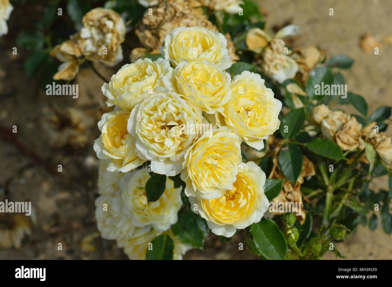 Rose sweet memories hi-res stock photography and images - Alamy