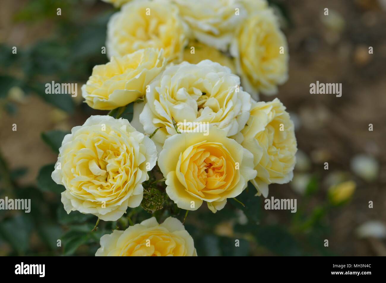 Rose Sweet Memories Stock Photo - Alamy