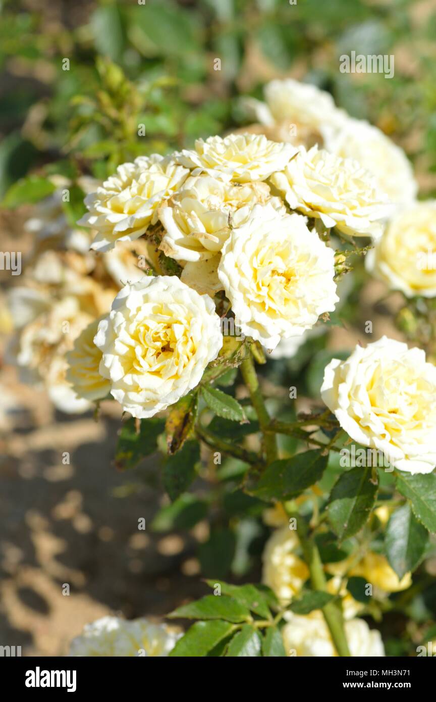 Rose Sweet Memories Stock Photo - Alamy