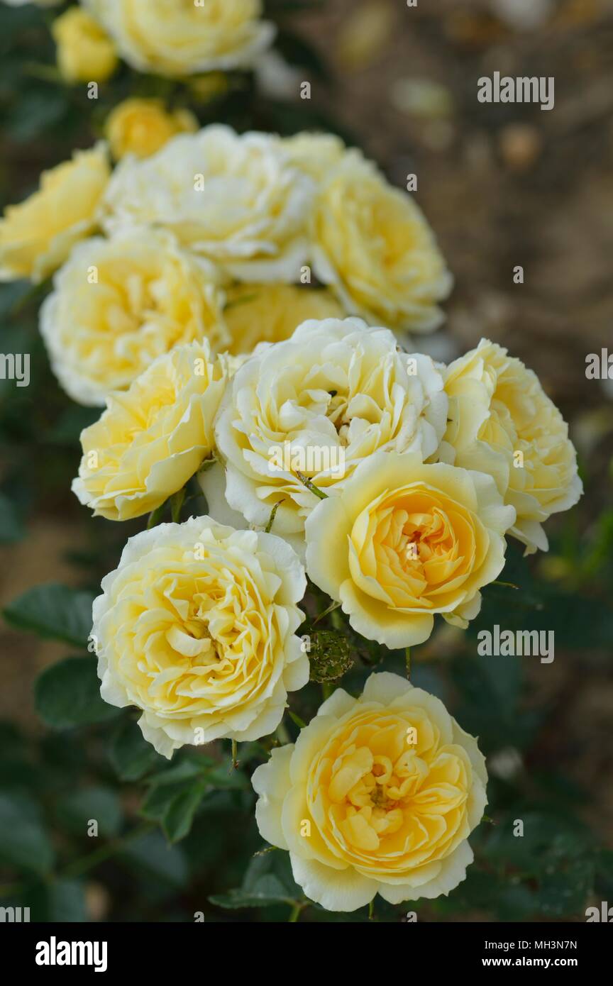 Rose Sweet Memories Stock Photo - Alamy