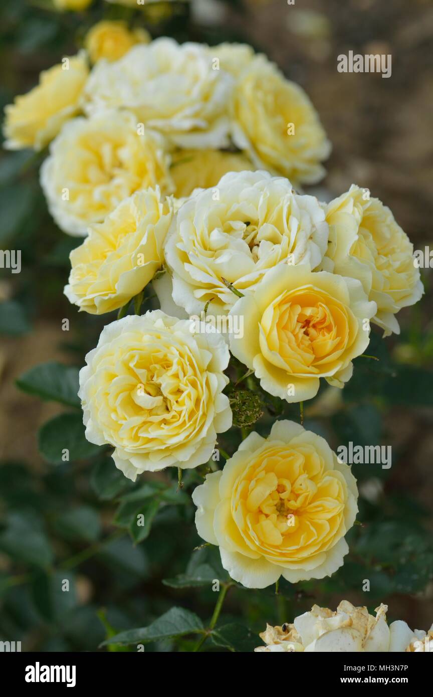 Rose Sweet Memories Stock Photo - Alamy