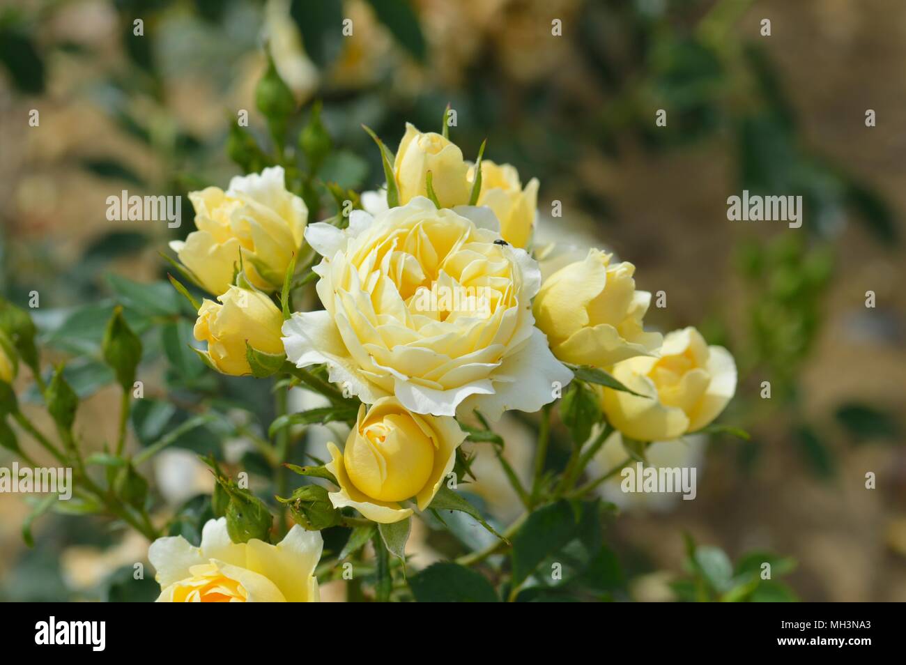 Rose sweet memories hi-res stock photography and images - Alamy