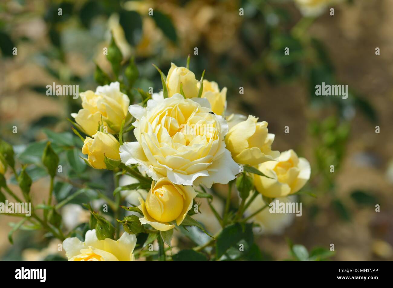 Rose Sweet Memories Stock Photo - Alamy