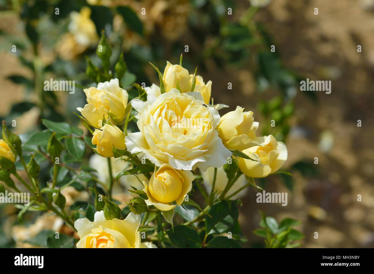 Rose sweet memories hi-res stock photography and images - Alamy